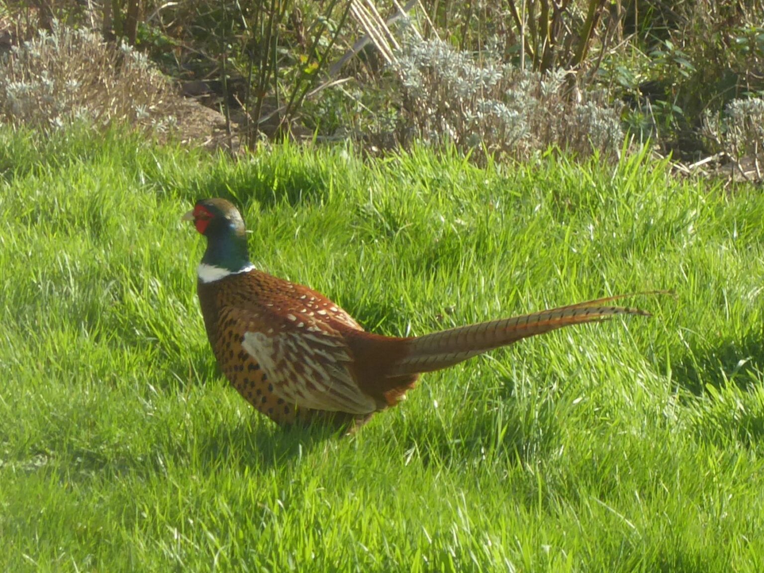 Common Pheasant - A Year in the Valley