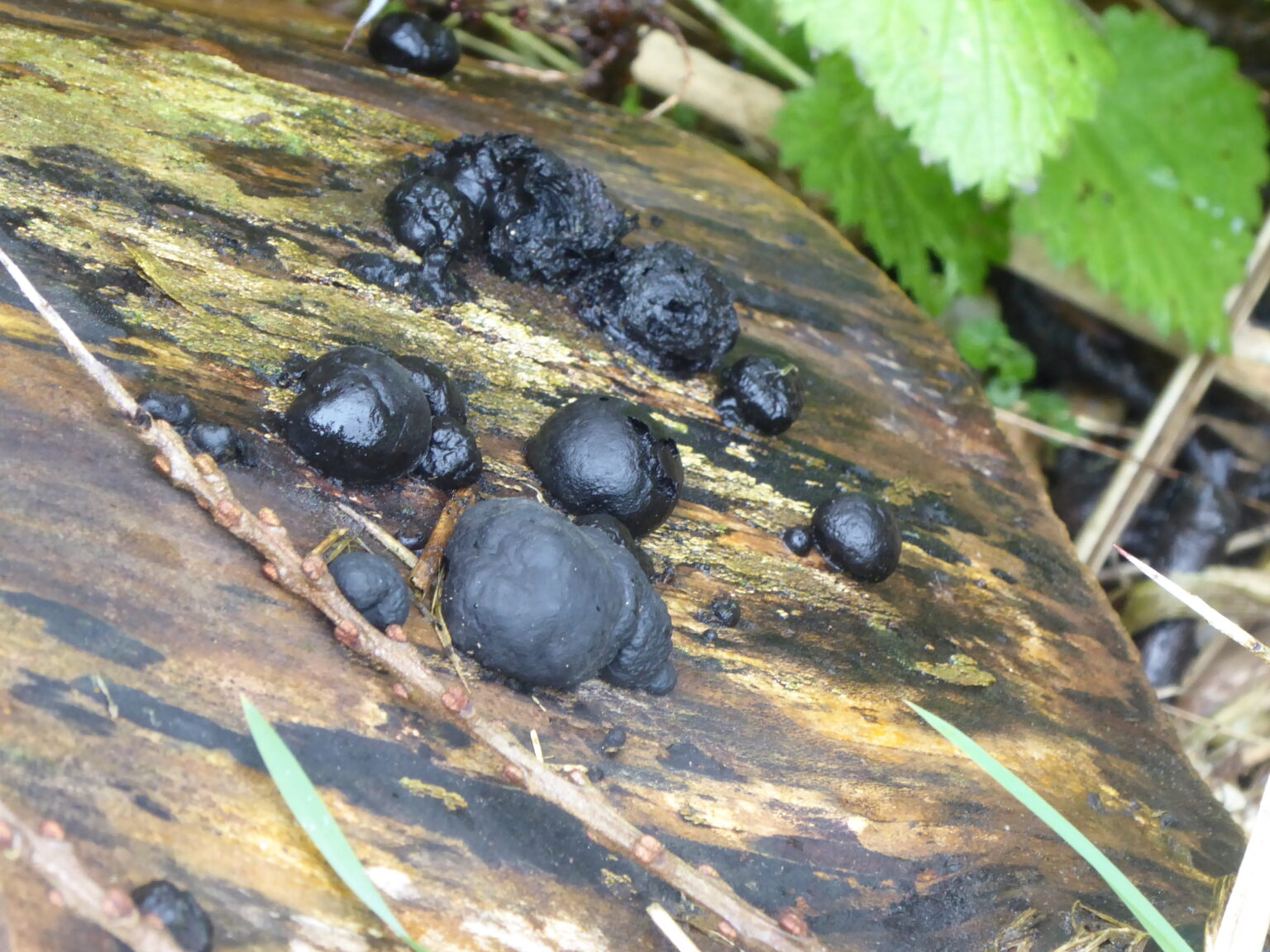 King Alfred's Cakes (Daldinia concentrica) - A Year in the Valley
