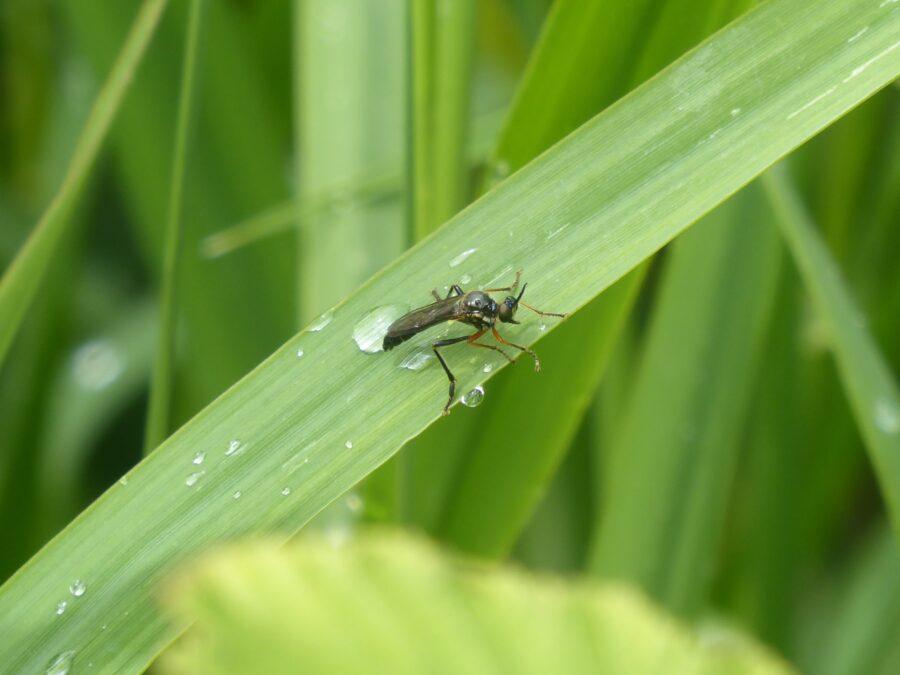 Common Red-legged Robberfly (Dioctria rufipes) - A Year in the Valley